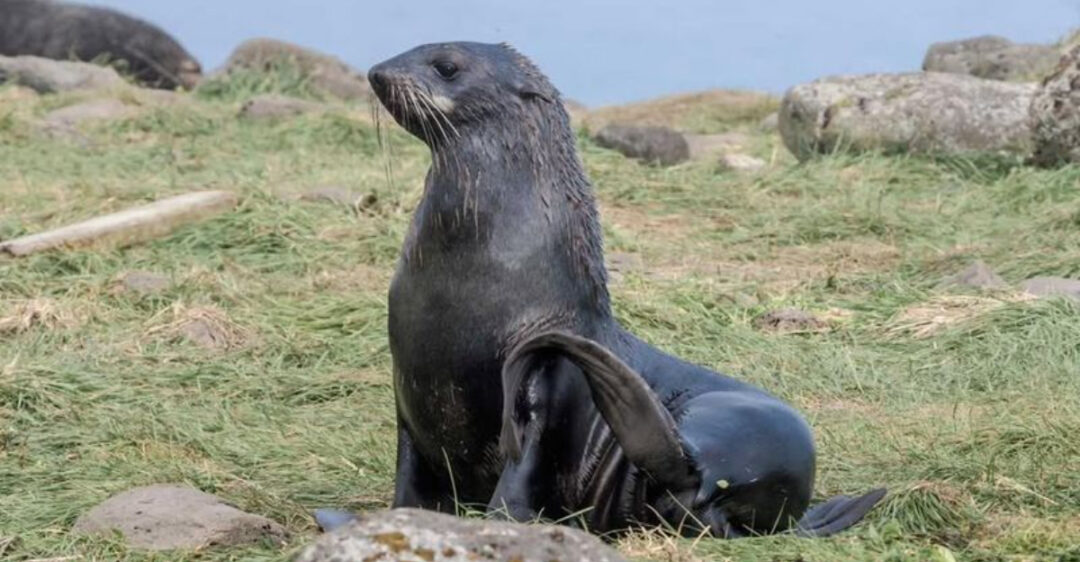 The Complete List Of 40 Animals With Webbed Feet