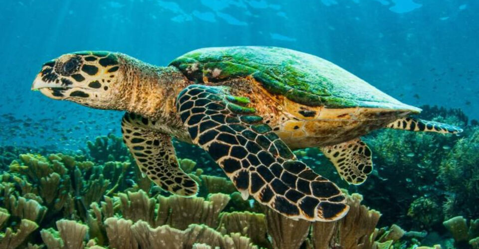The Incredible Journey Of Sea Turtles Navigating Across Oceans