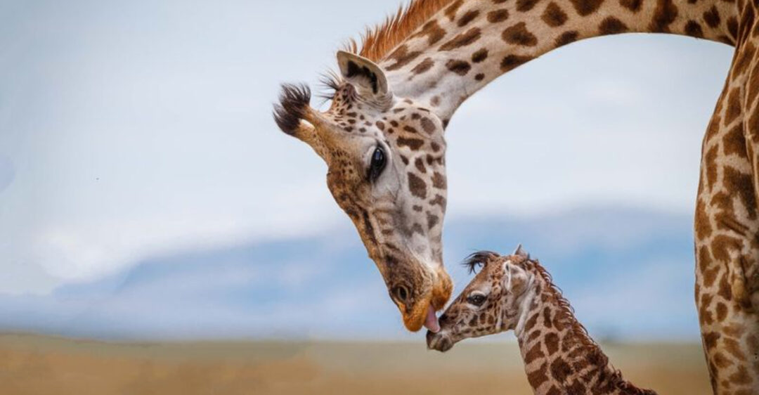 The Last Surviving Megafauna That Still Roam The Earth