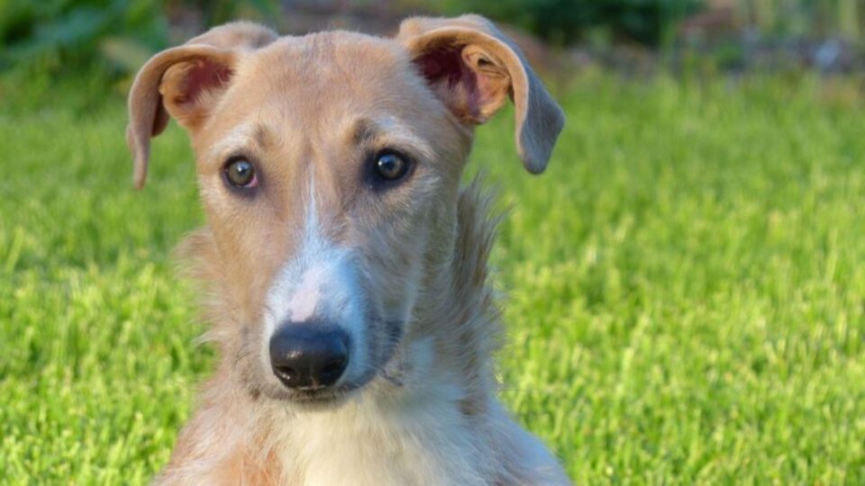 The Silent Hunter: Introducing The Elegant American Staghound