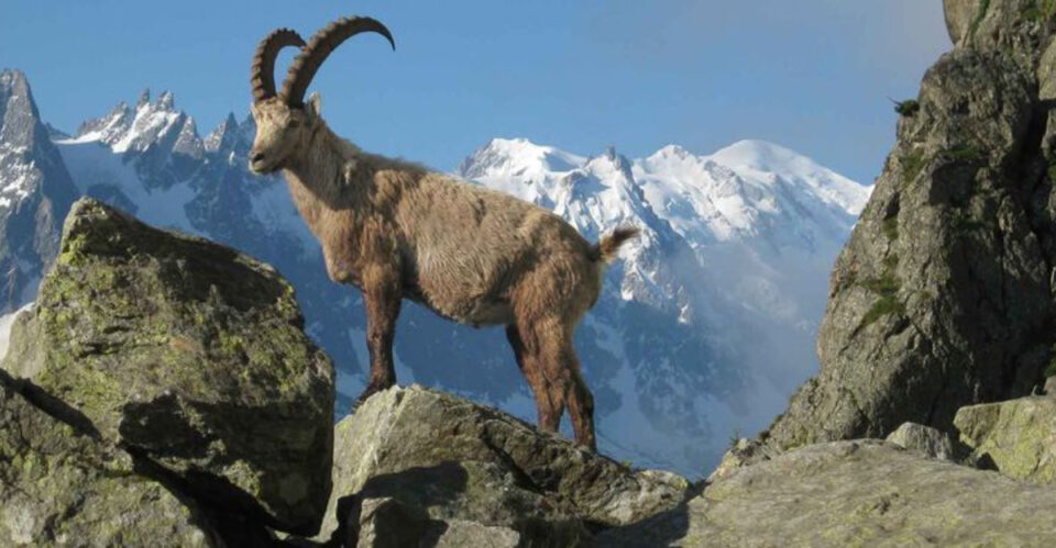 The Unbelievable Reasons These 10 Species Went Extinct Due To Humans