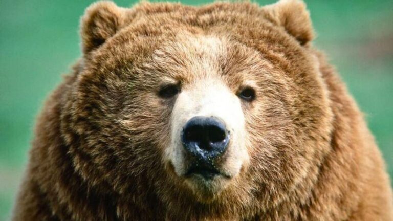 The World’s Largest Bear Stands 5 Feet Tall – Without Even Rising On ...