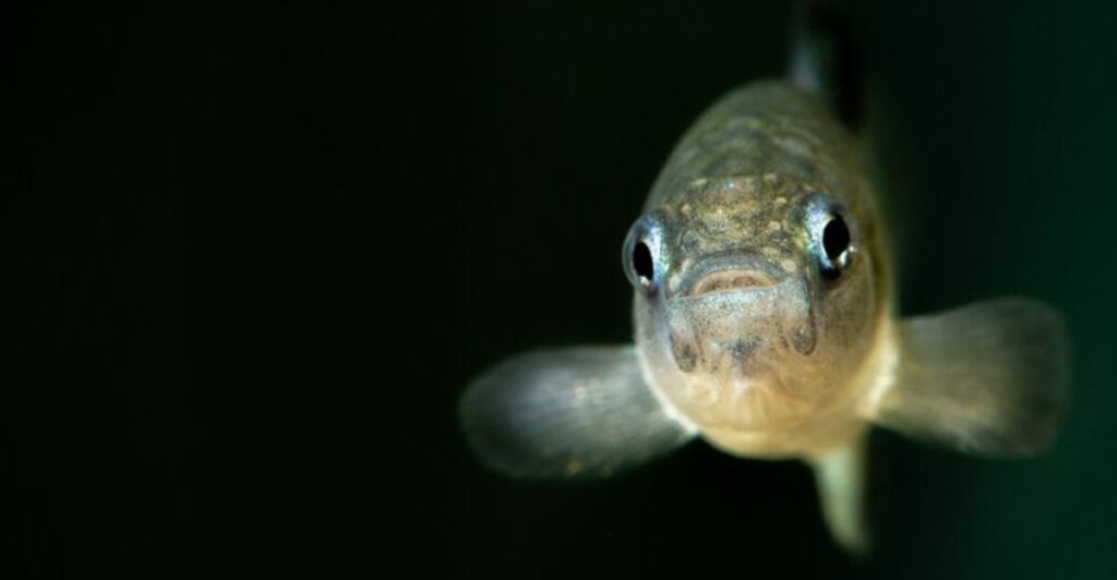 The World’s Rarest Fish Makes Remarkable Comeback In Nevada’s Desert