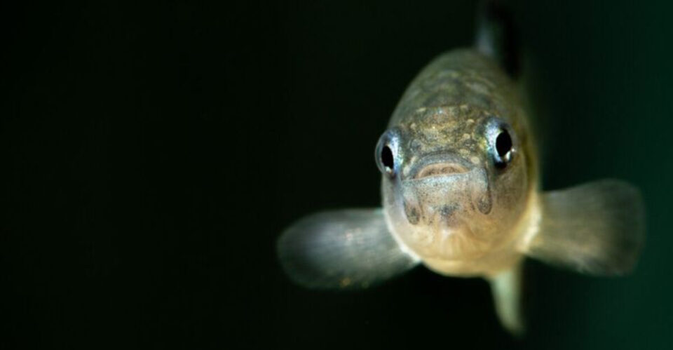 The World’s Rarest Fish Makes Remarkable Comeback In Nevada’s Desert