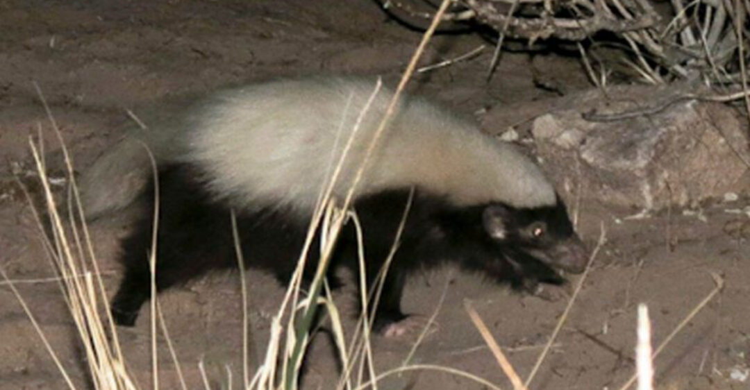 These States Have The Most Rabid Skunks In America