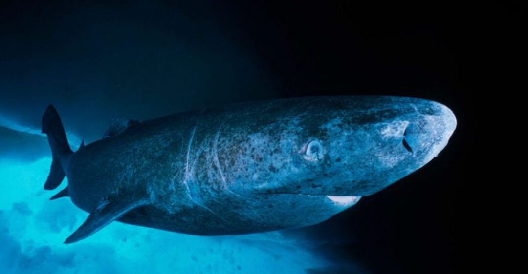 This Is The 500-Year-Old Shark That Witnessed History's Greatest Shifts