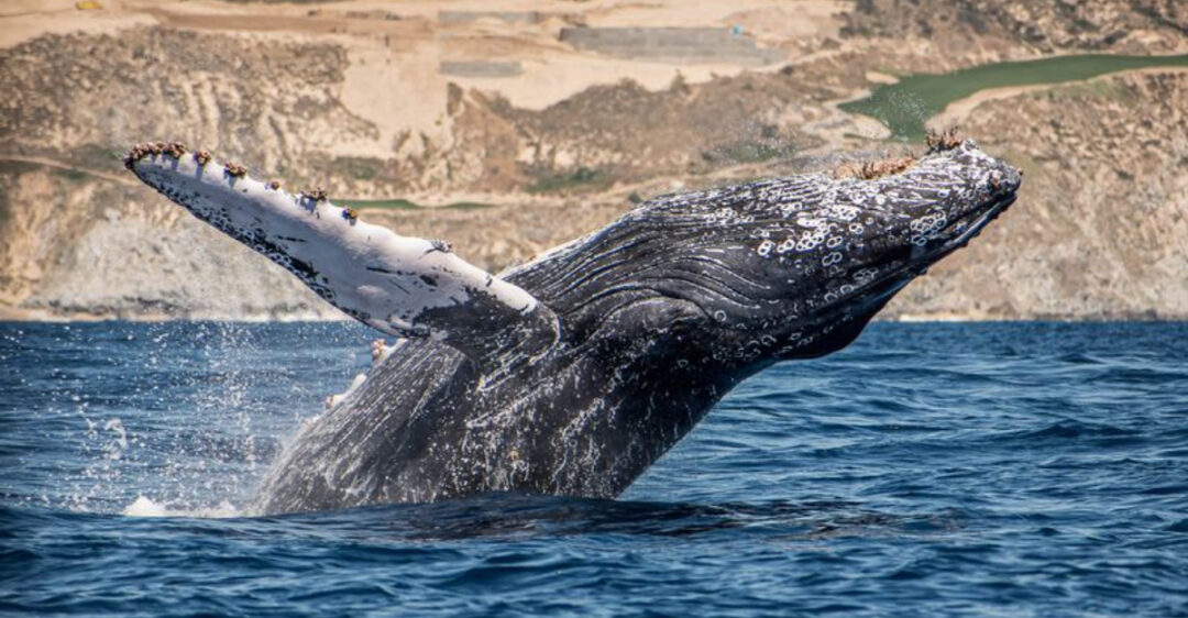 Top 10 Best Places To See Blue Whales