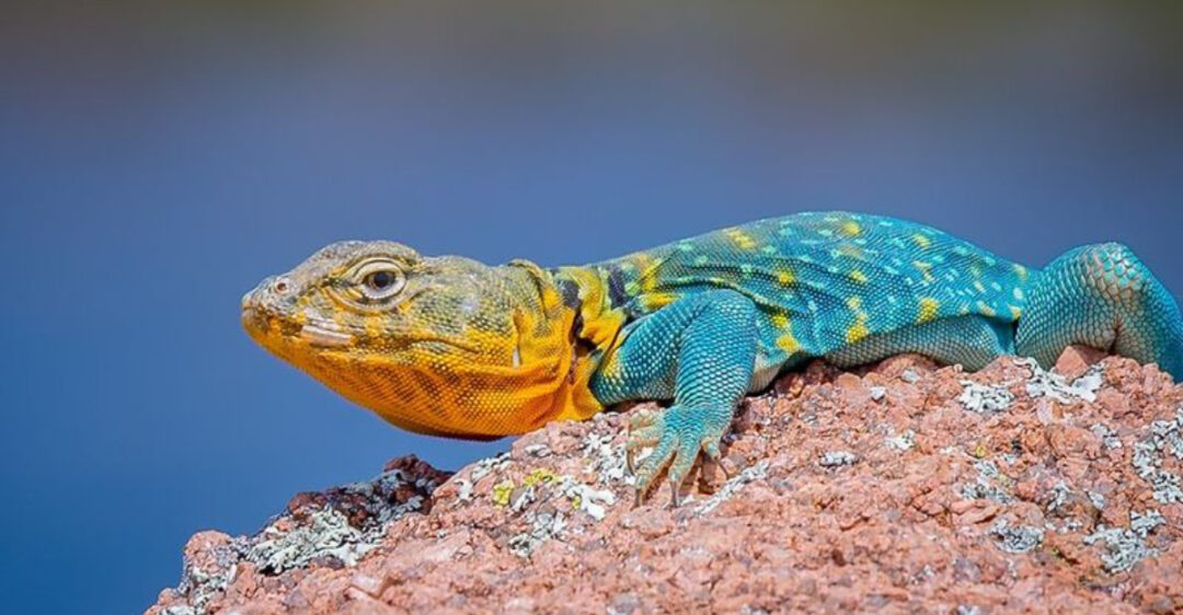 13 Huge Prehistoric Animals That Ruled The Earth Before Dinosaurs