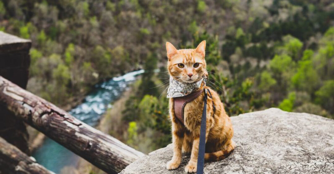 Top U.S. States For Cats To Safely Explore The Outdoors