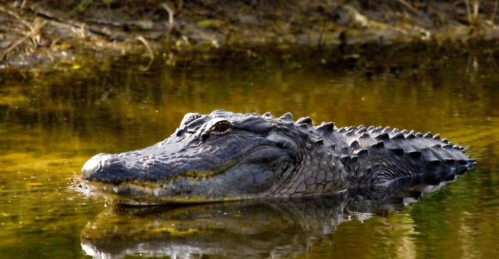 U.S. Lakes With The Largest Populations Of American Alligators