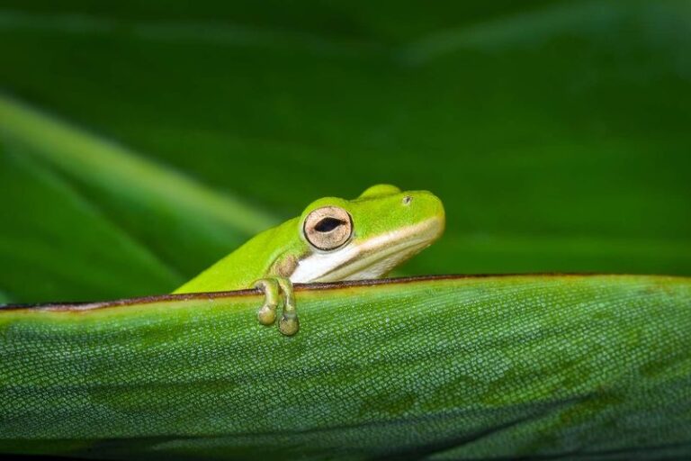 The 10 Best Pet Frogs For Beginners