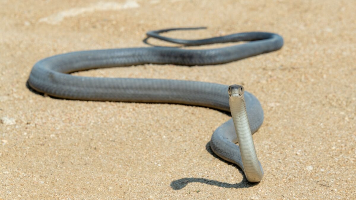 What Is The Fastest Snake In The World?