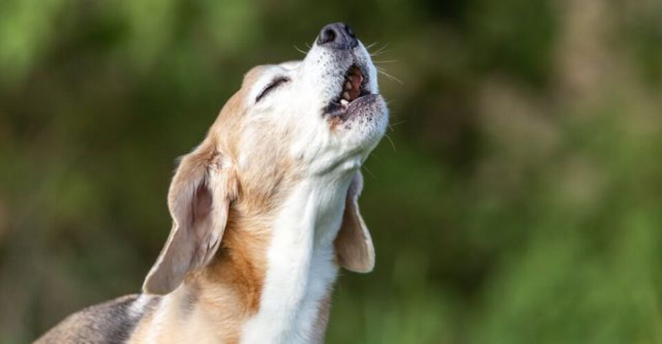 Why Do Dogs Howl? 8 Common Reasons Explained