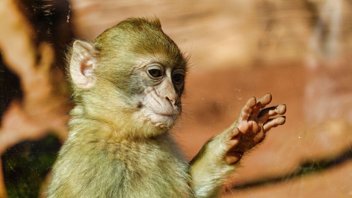 Why Do Most Mammals Have Five Fingers?