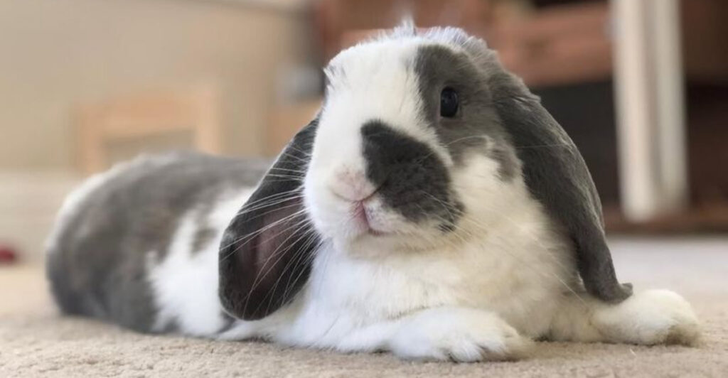 Why Rabbits Make The Perfect Pets (And Why They Might Not Be For Everyone)