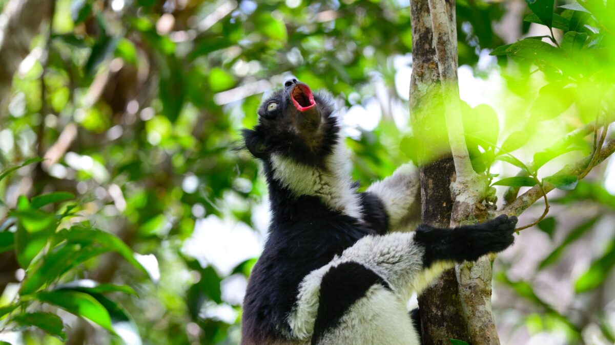 You Never Imagined These Animals Could Sing