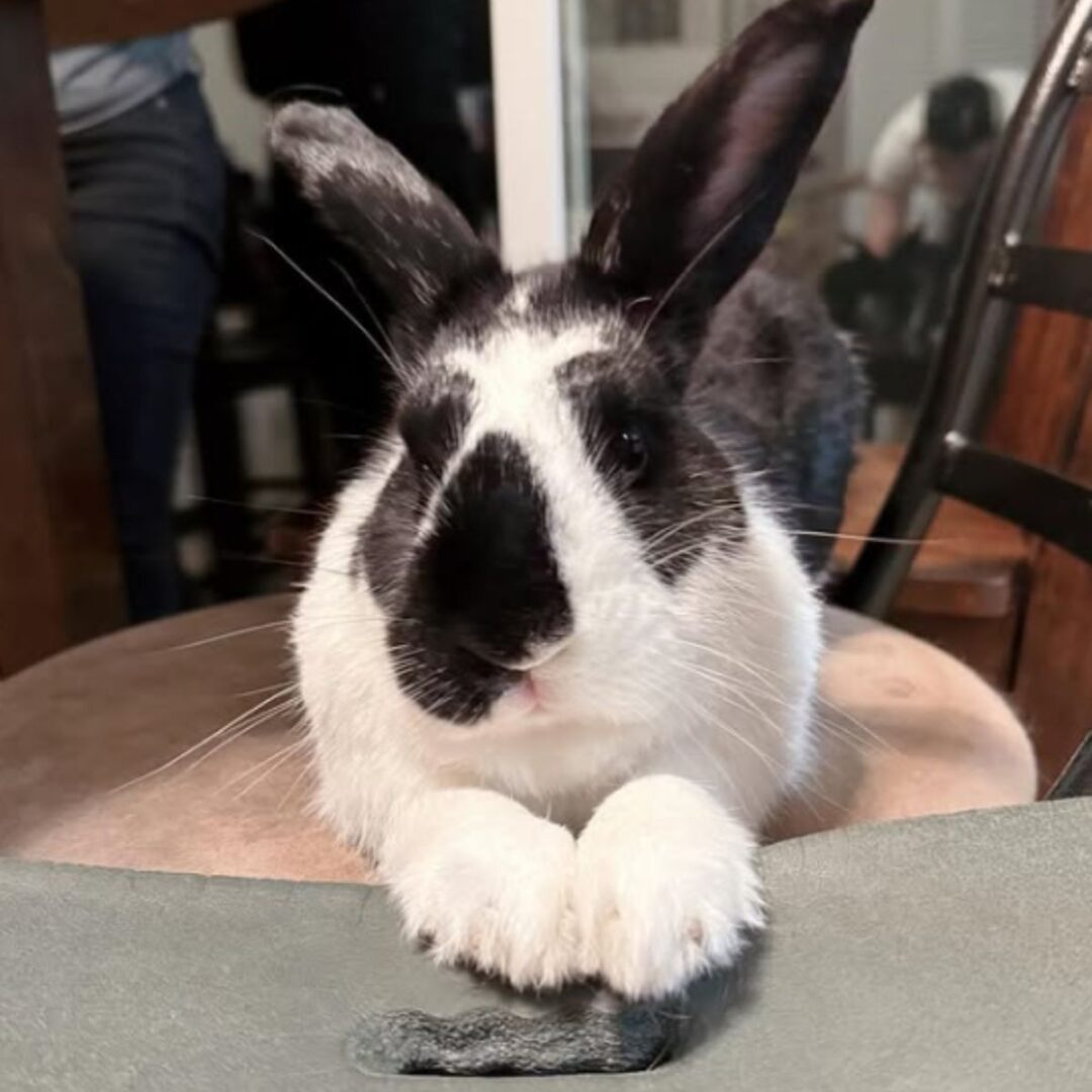 26 Fascinating Bunny Facts You Won't Believe About These Adorable Critters