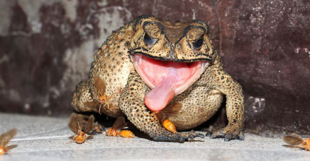 12 Animals You Must Leave Alone On Your Property