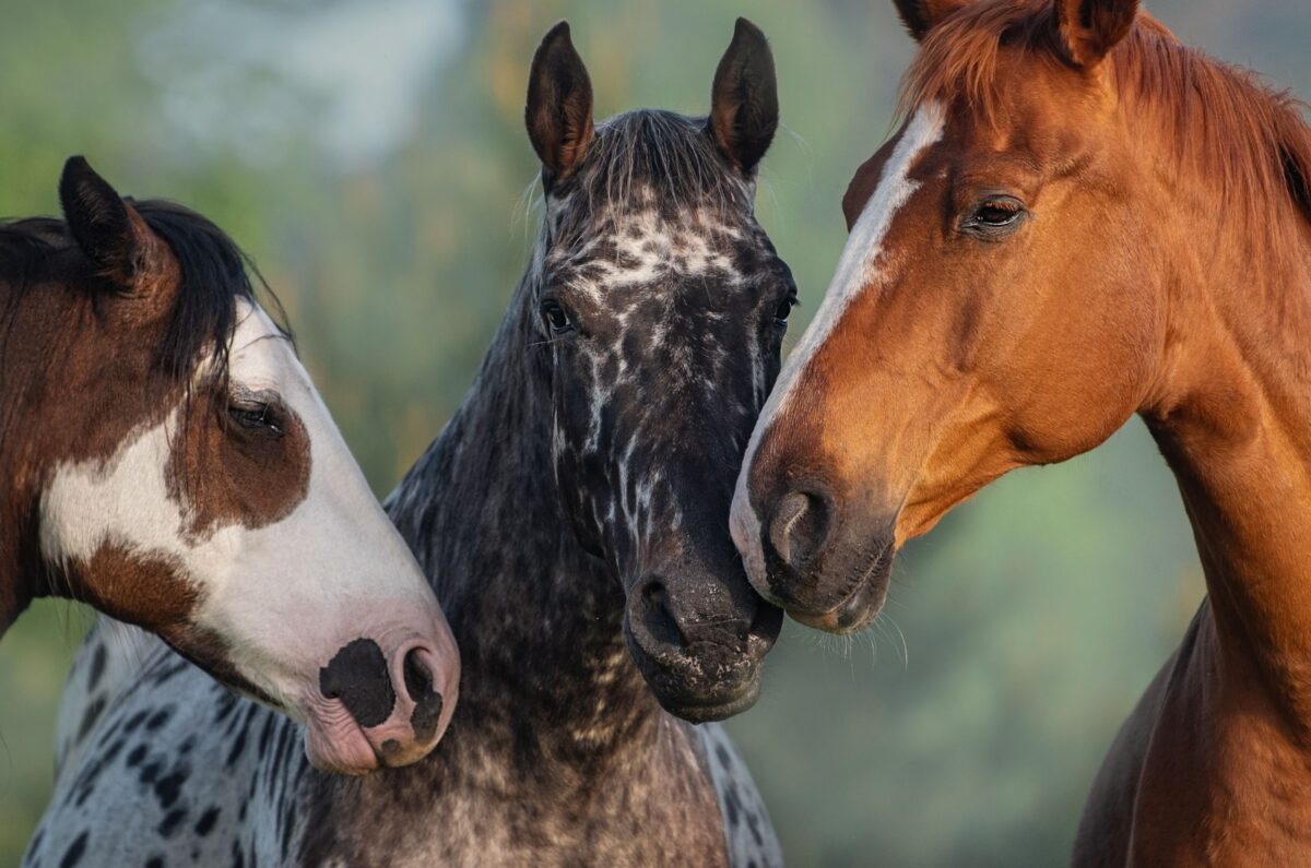 16 Random Facts About Horses That Will Make You Love Them Even More
