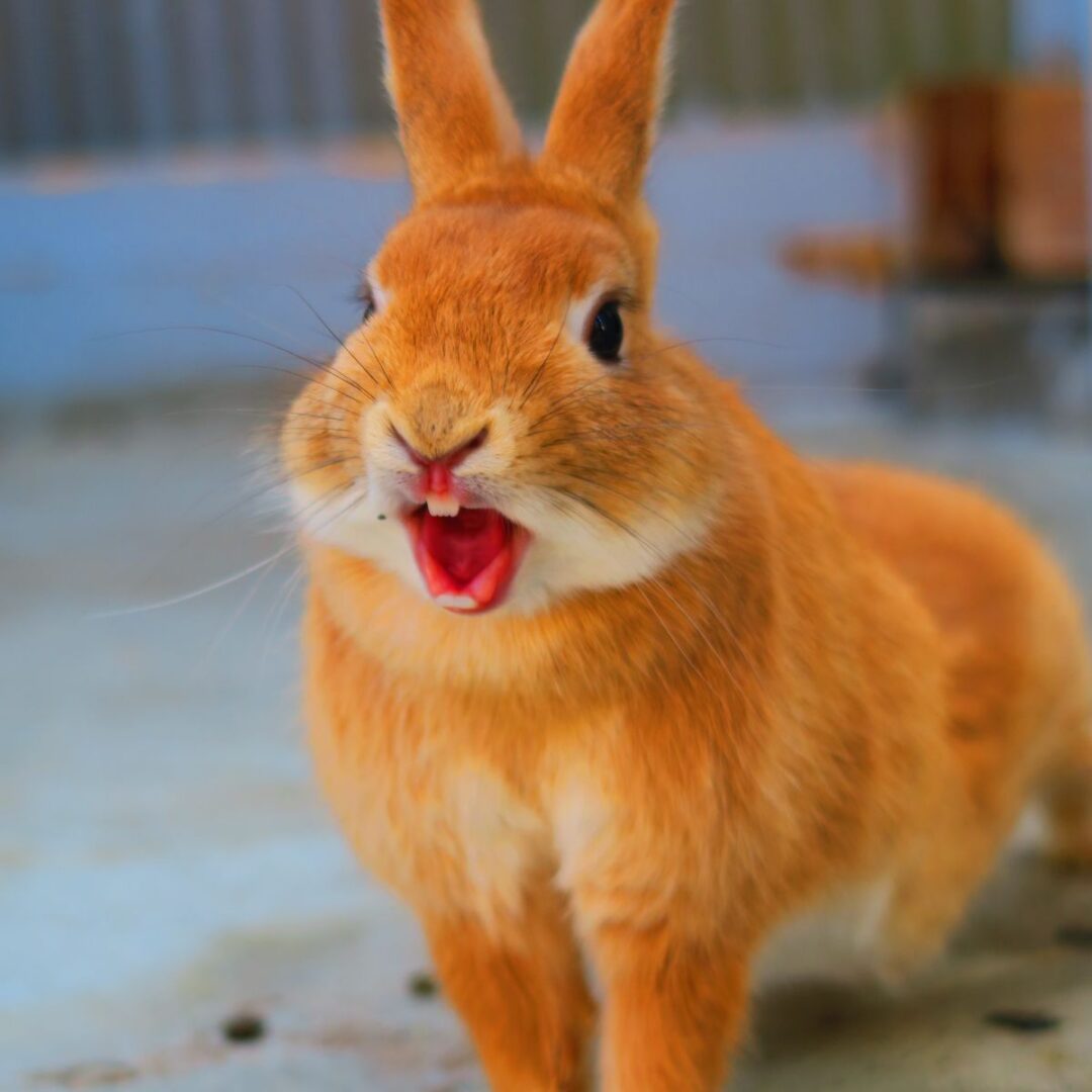 26 Fascinating Bunny Facts You Won't Believe About These Adorable Critters