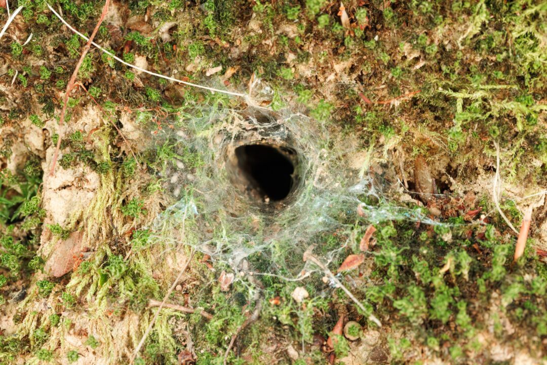 32 Amazing Things You Didn’t Know About Spiders
