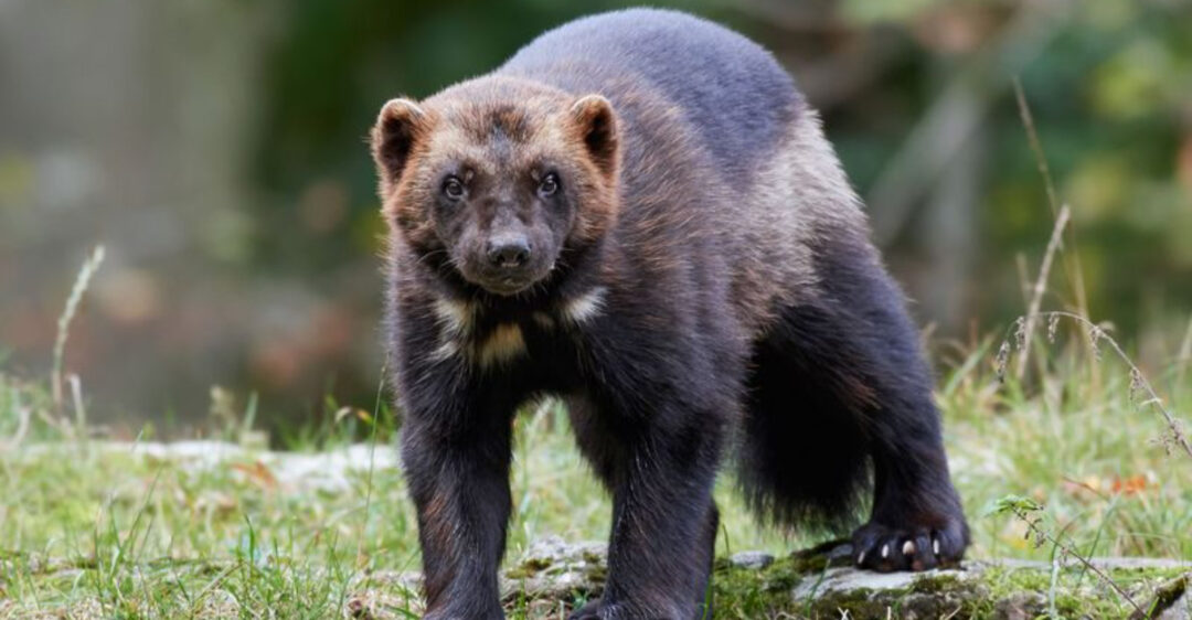 Where To Find Wolverines In The U.S.: 10 States And Key Insights