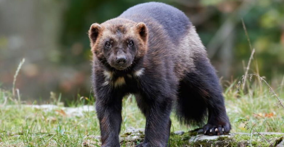 Where To Find Wolverines In The U.S.: 10 States And Key Insights