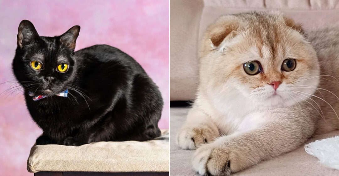 10 Adorable Flat-Faced Cats That Will Steal Your Heart