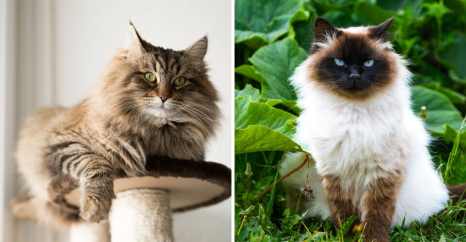 10 Cat Breeds Vets Wish People Would Stop Buying (And 5 They Recommend)