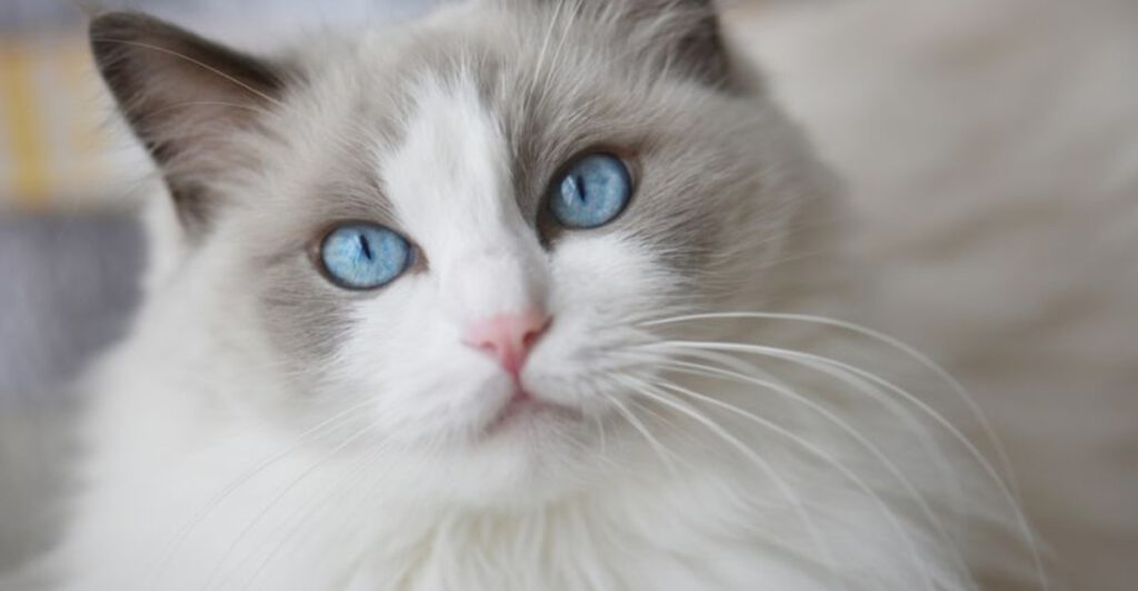 10 Cat Breeds With The Worst Behavior And 10 With The Best