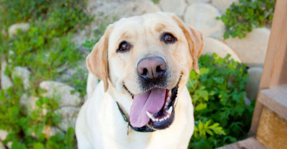 10 Dog Breeds That Are Too Demanding (And 8 That Are Cool With Just ...