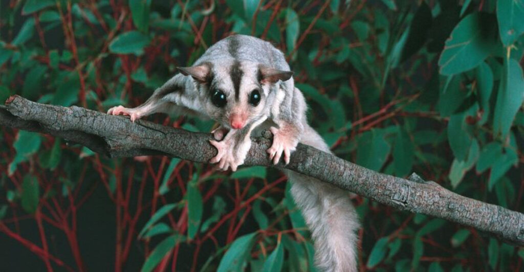 10 Exotic Pets That Require Permits (And 10 That Don’t)