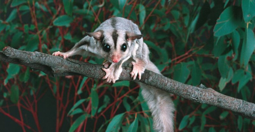 15 Top Aquarium Pets That Aren’t Fish