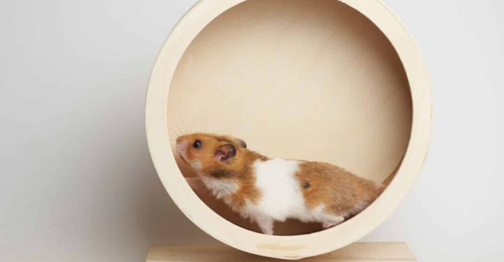 10 Fascinating Reasons Why Hamsters Spin On The Wheel