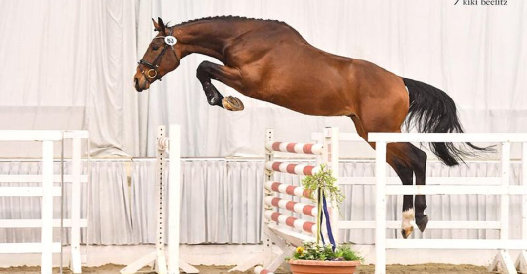10 Horse Breeds Perfect For Show Jumping