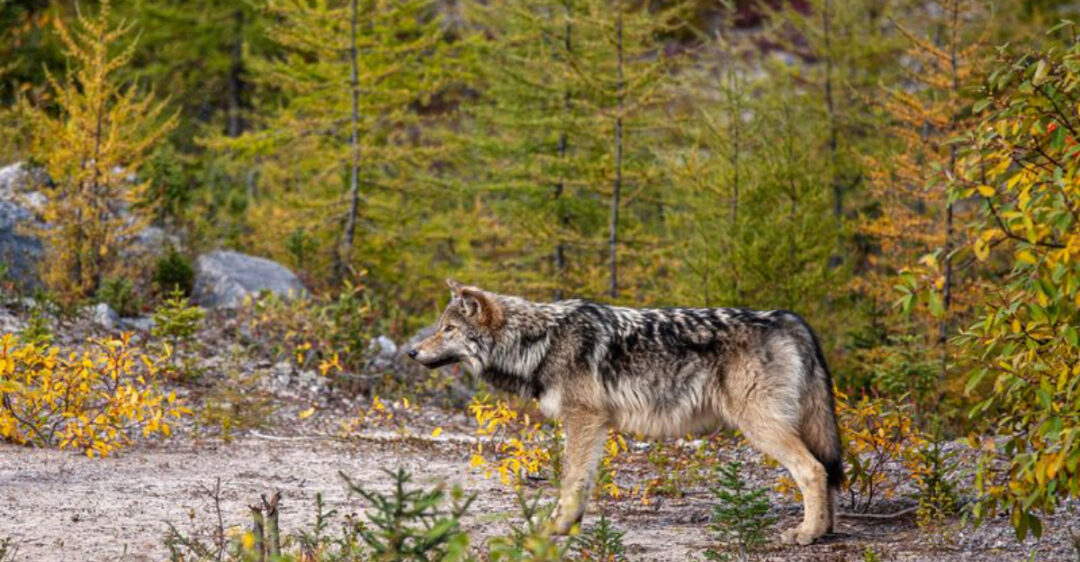 10 Intriguing Facts About The Elusive Labrador Wolf