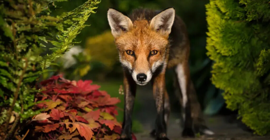 10 Of The Smartest And 10 Of The Dumbest Animals Found Across North America