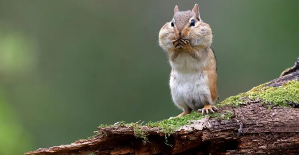 10 Small Animals Frequenting Your Backyard That Should Be Left Alone