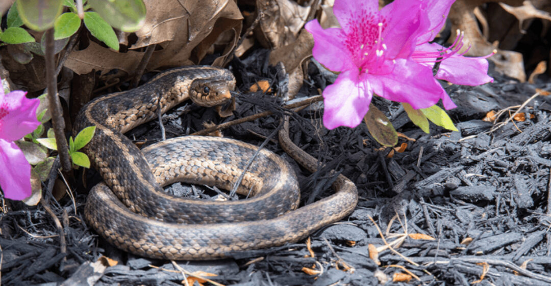 10 Things That Are Attracting Snakes To Your Yard