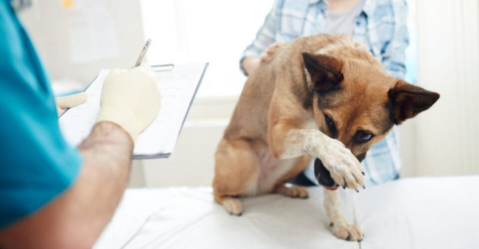 10 Things That Terrify Dogs & 9 Tricks To Instantly Calm Them