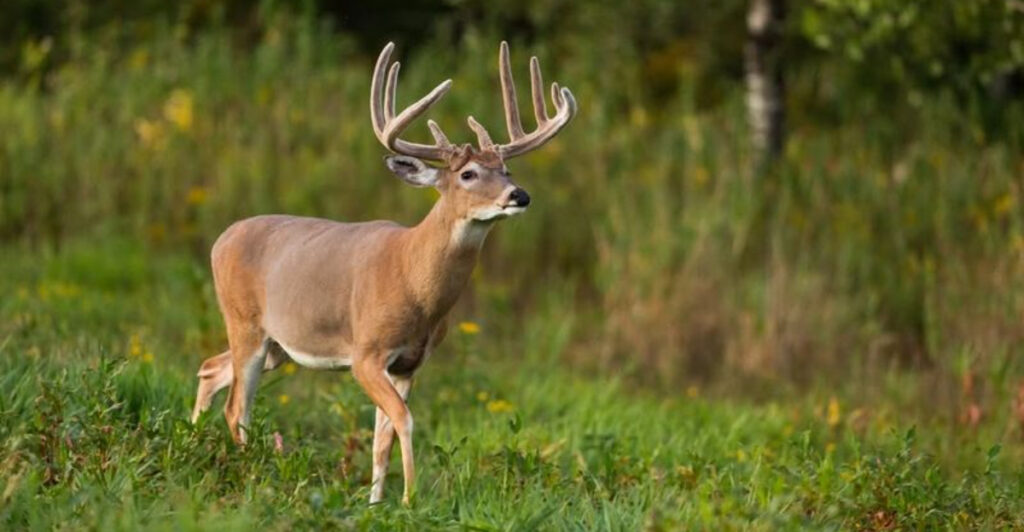 10 U.S. States With Huge Deer Populations