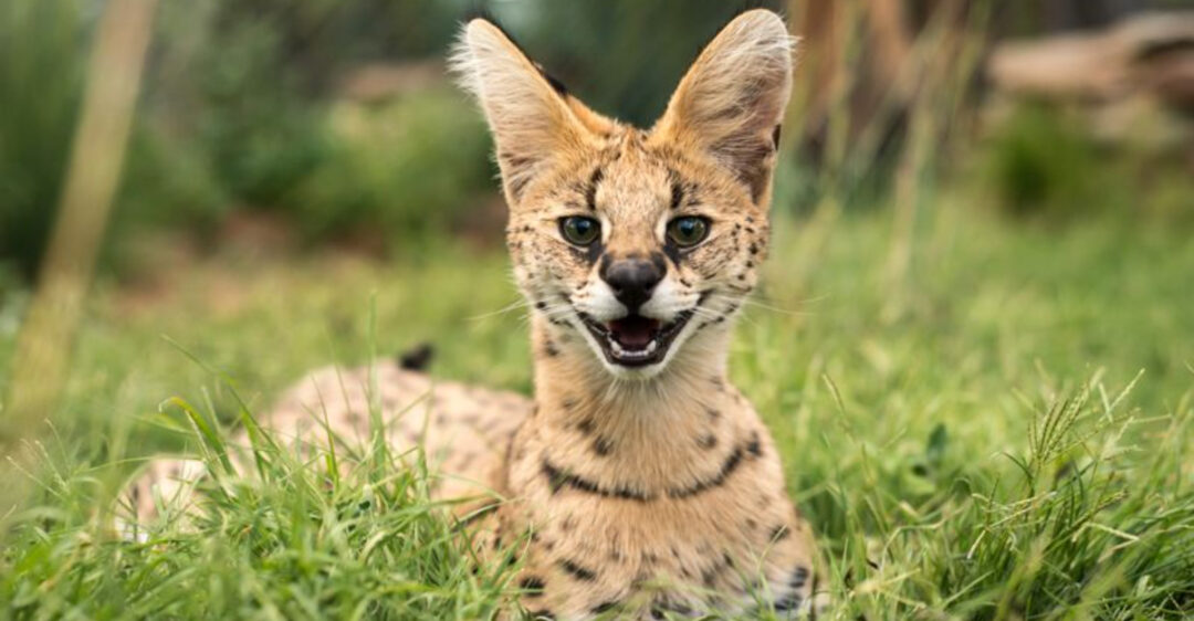 10 Wild Animals That Can Be Tamed And 9 You Absolutely Shouldn’t
