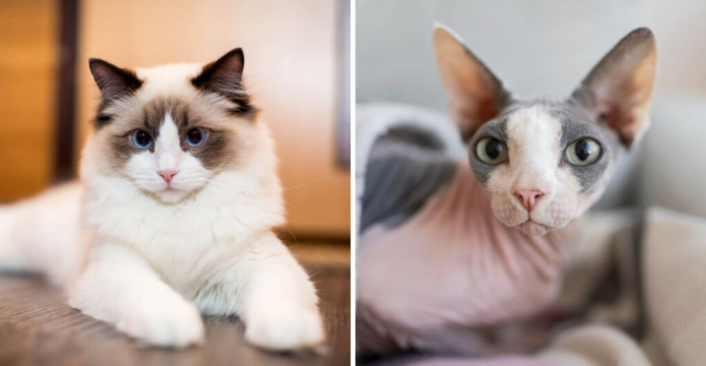 10 Worst Cat Breeds For Busy Owners (And 10 Ideal Matches)