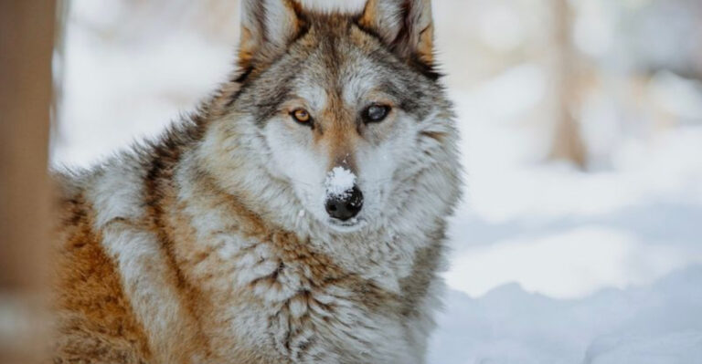 11 Biggest Wolves By Weight From Around The World