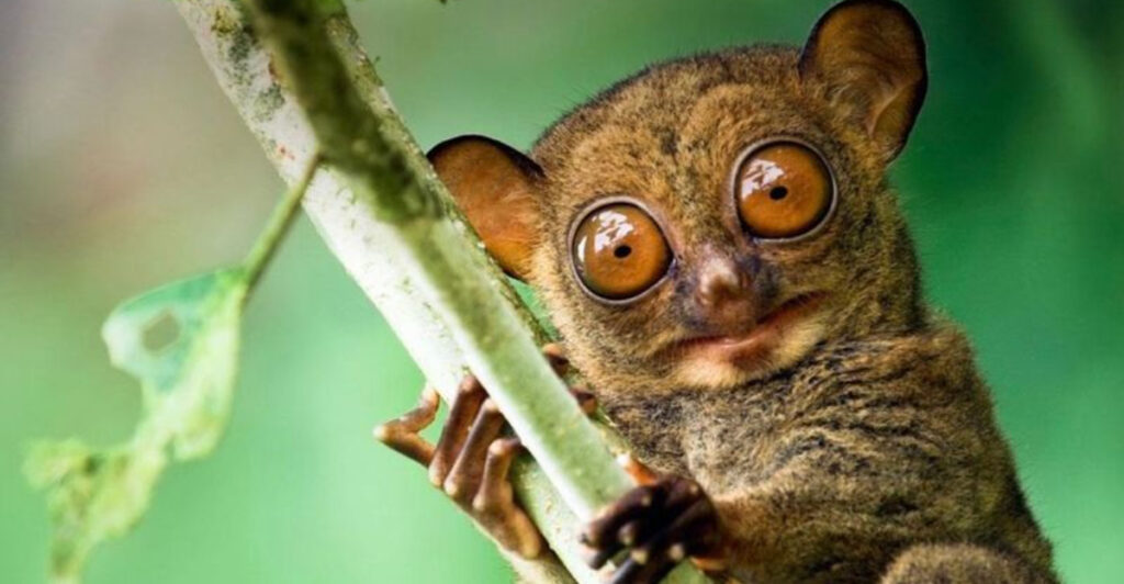 11 Real-Life Animals That Inspired Star Wars Species