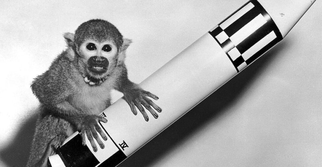 12 Animals That Made History In Space