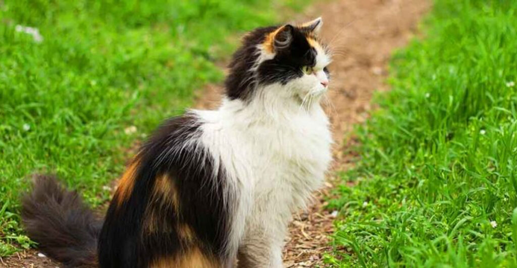 12 Cat Breeds That Can Pull Off A Calico Coat Like No Other