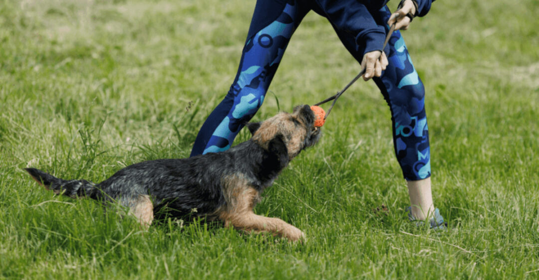 12 Common Terrier Training Challenges (And How To Master Them)