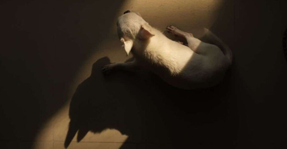 12 Creepy Dog Facts That Will Give You The Heebie Jeebies