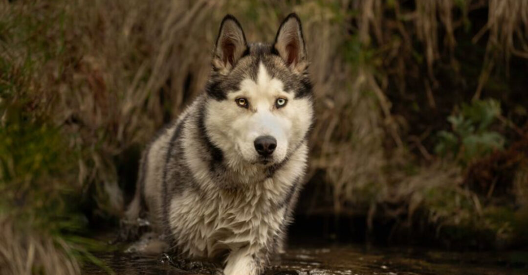 12 Dog Breeds That Have The Best Night Vision